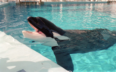 Biologist Eric Walters in Documentary About Killer Whales « September ...