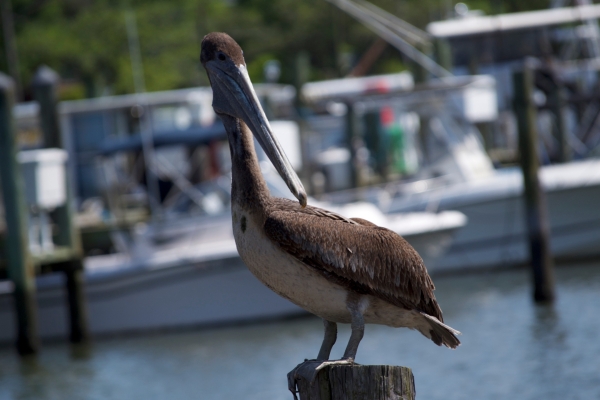 Future Location for ODU’s Institute for Coastal Adaptation and ...