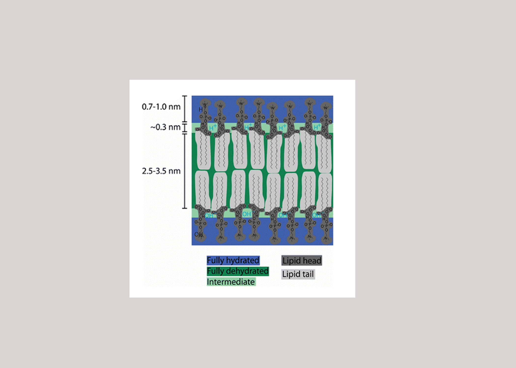 Calculation of proton transmembrane-electrostatic interaction force and ...